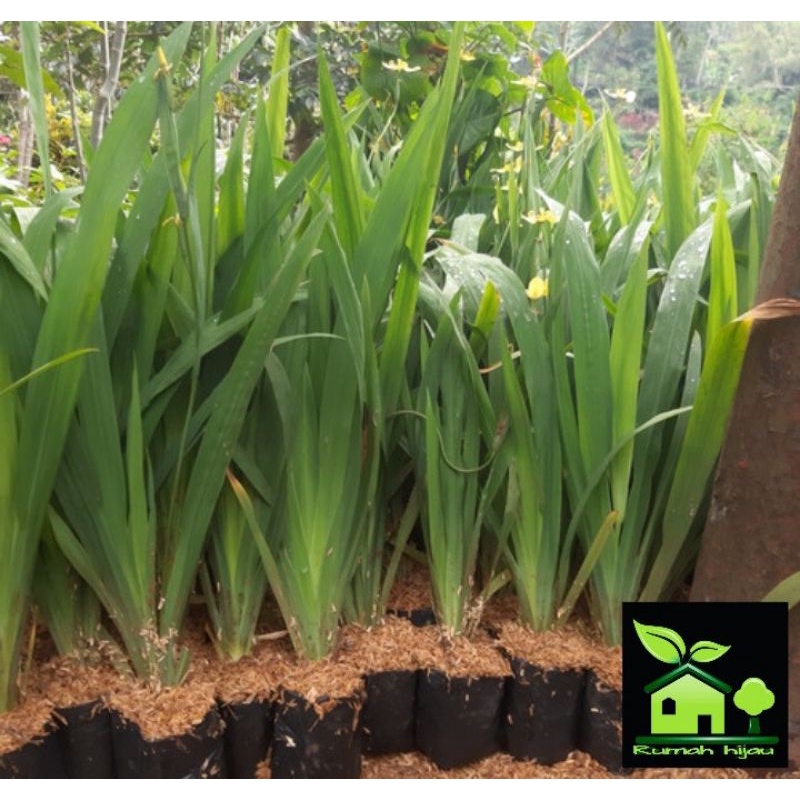 Jual Tanaman hias iris neomarica longifolia bunga kuning | Shopee Indonesia