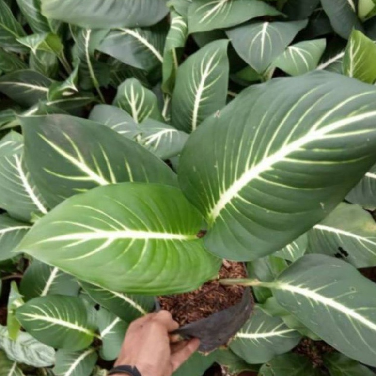 Jual Bunga Hidup Tanaman Hias Diven Neon/ Diven Gurita/ Diven Tulang ...