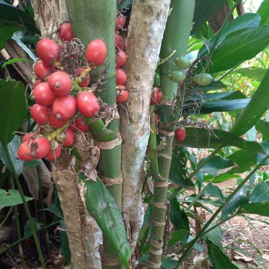 Jual buah pinang merah | Shopee Indonesia