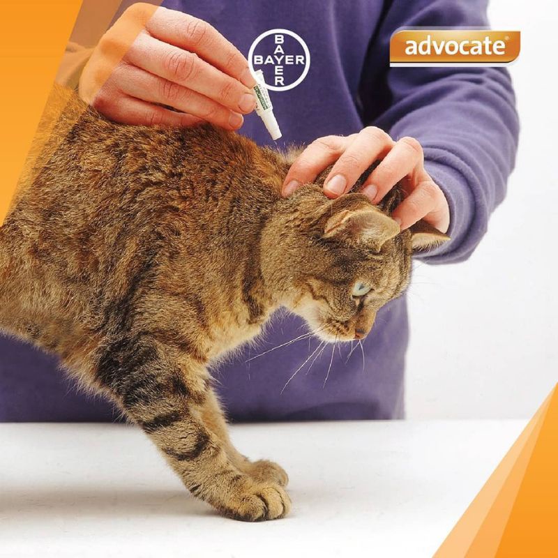Jual Advocate Cat Small Berat 0 - 4 Kg / Obat Kutu Kucing Kitten 1 tube ...
