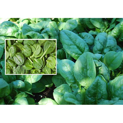 Jual Biji Sayur Bayam Jepang Horenso Spinach - Bayam Jepang - Sayur ...