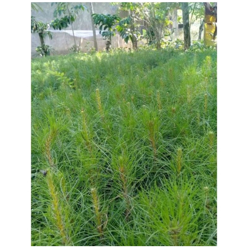 Jual Bibit Pohon Pinus Merkusi Siap Tanam | Shopee Indonesia