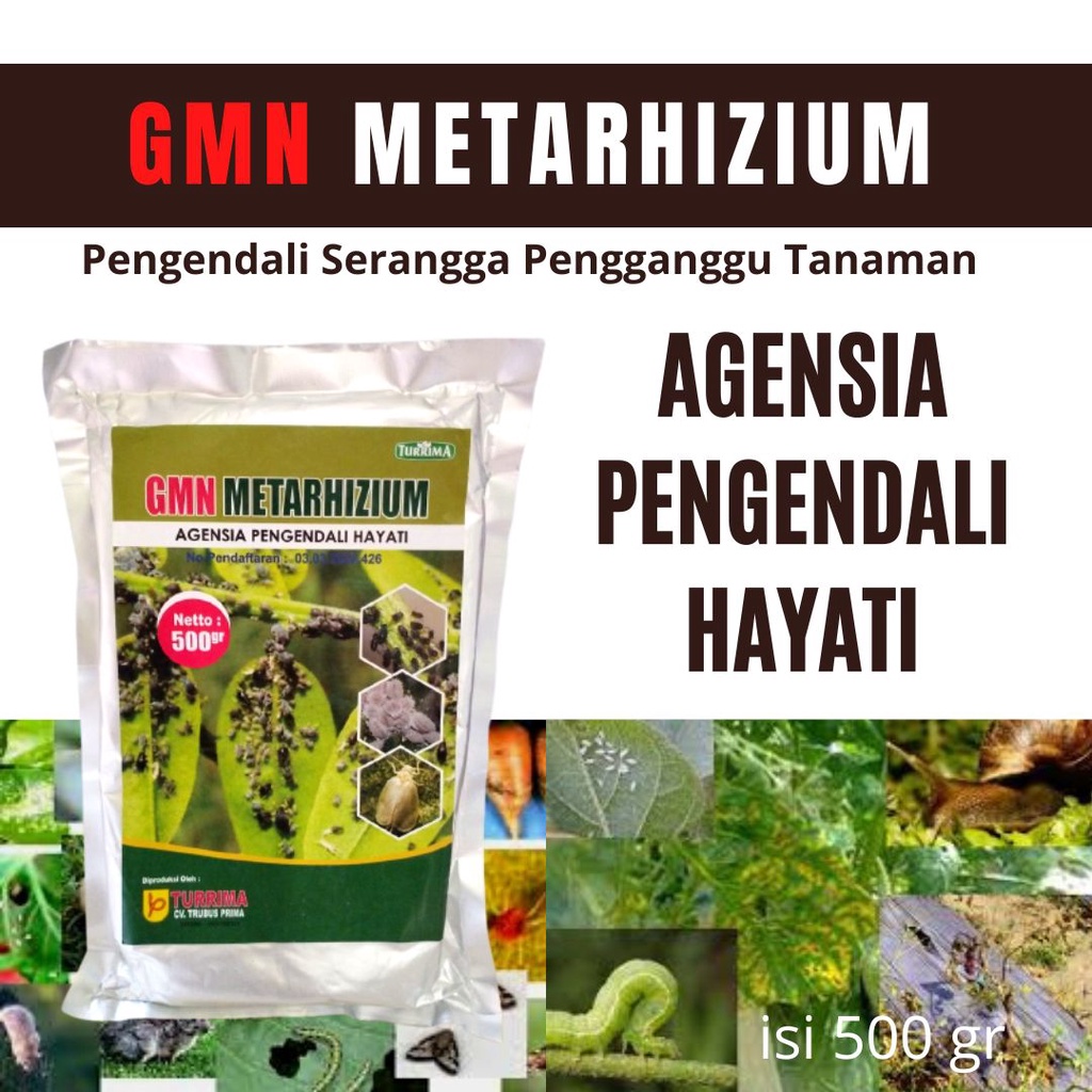 Jual Pengendali Hama Hayati, Pupuk Organik Buah Metarhizium Pestisida ...