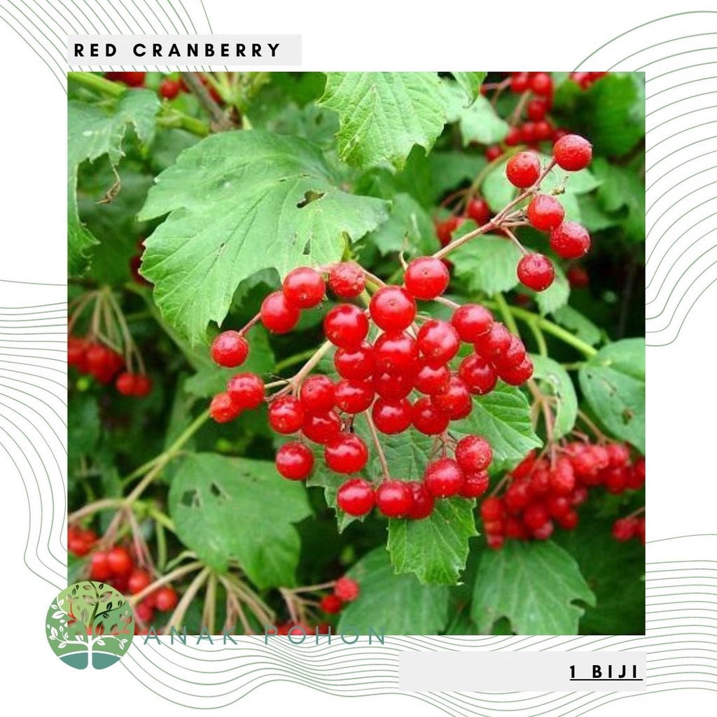 Jual Benih Bibit Biji - Buah Red Cranberry Merah Kranberi Berries Fruit ...