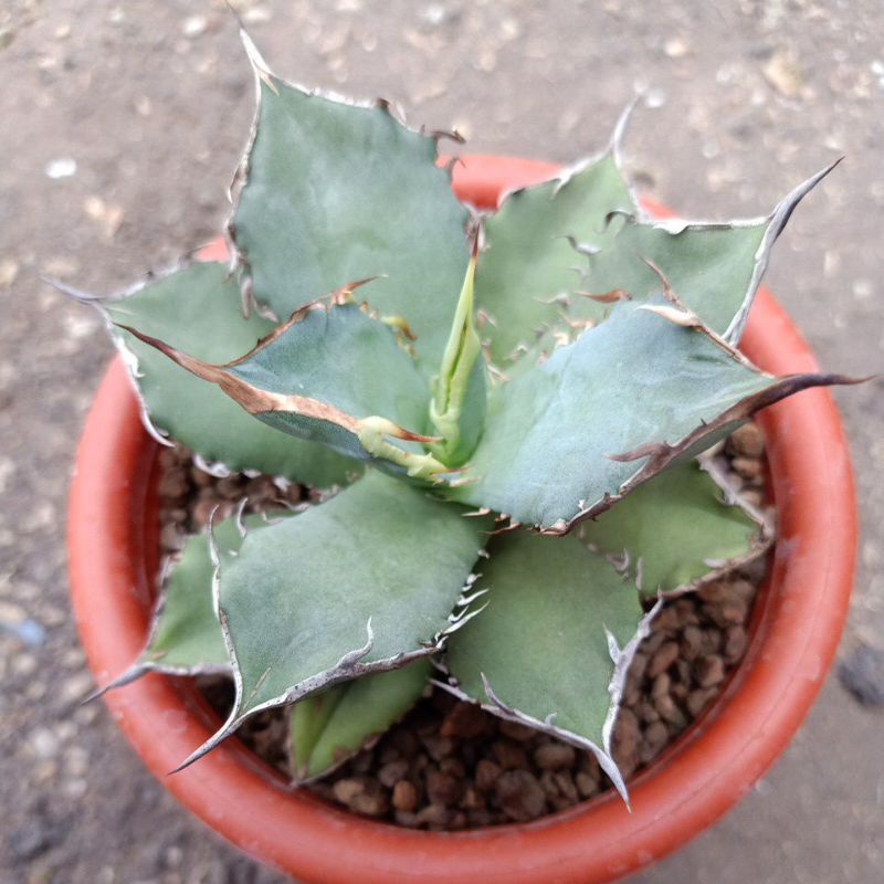 Jual agave Titanota | Shopee Indonesia