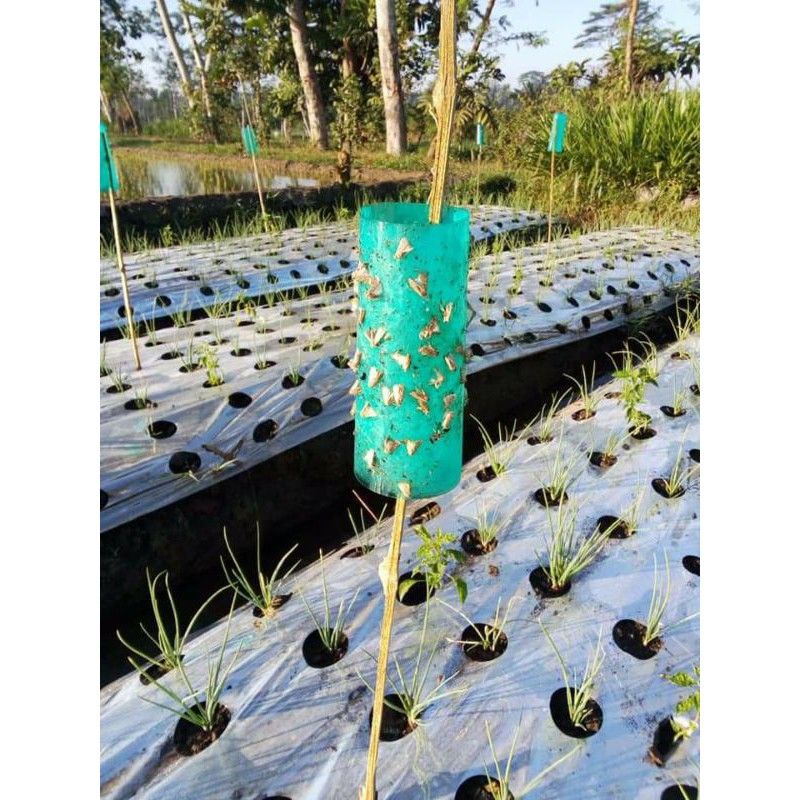 Jual Spider Insect Trap Green 20 Lembar Lem Kutukebul | Shopee Indonesia