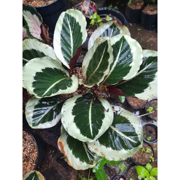 Jual Calathea Cynthia | Shopee Indonesia