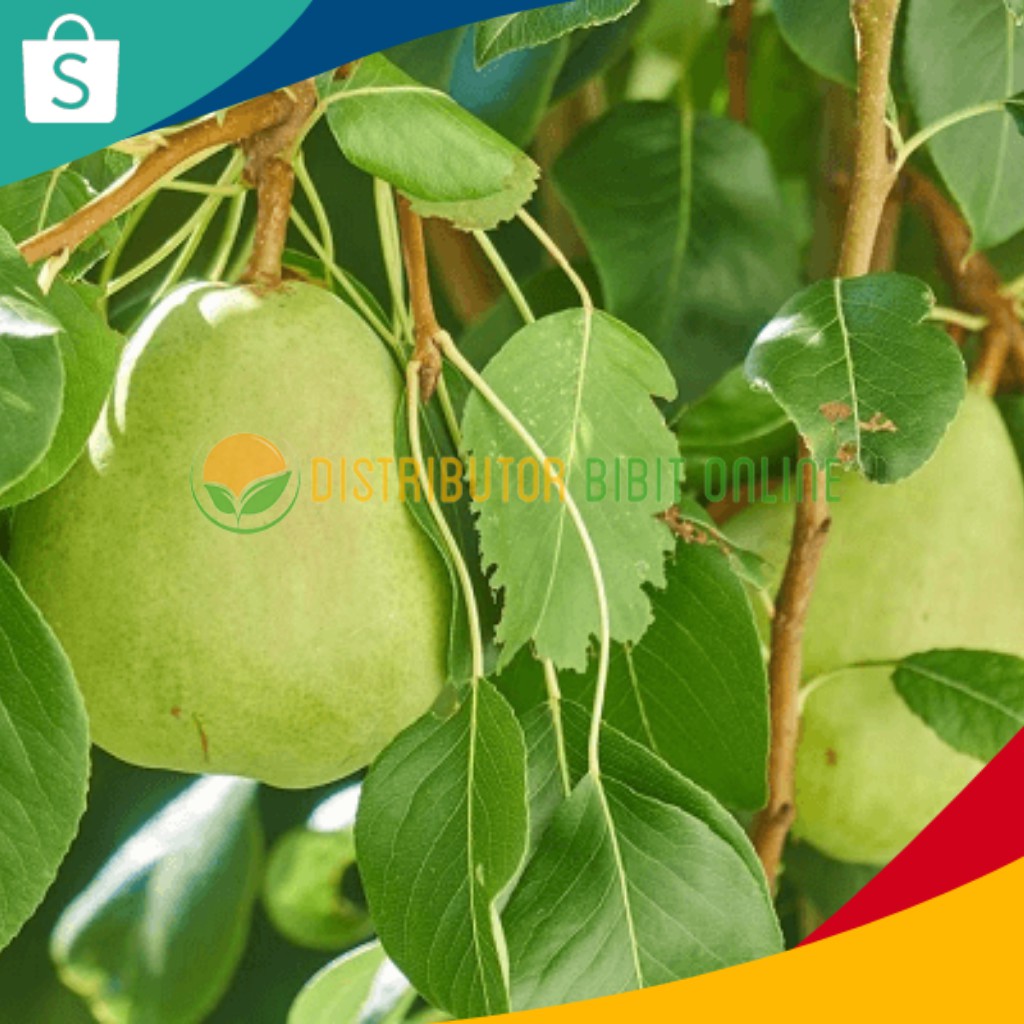 Jual Bibit Tanaman Buah Pir Pear Hijau Hasil Cangkok | Shopee Indonesia