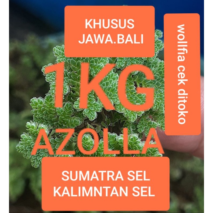 Jual AZOLLA MICROPHYLLA 1kg AZOLA PINATA wolfia MAKANAN TERNAK DAN IKAN ...