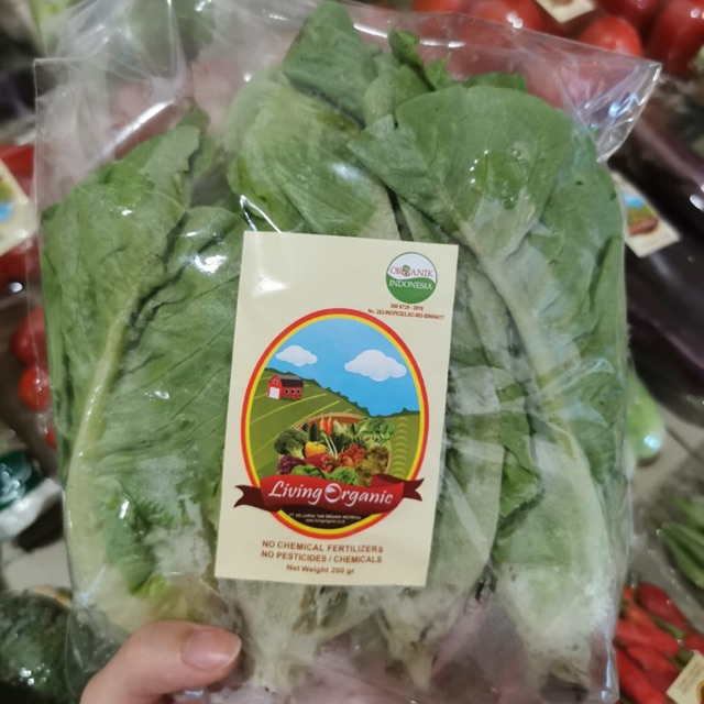 Jual Selada/Lettuce Romaine Sayuran Organik 200 gr | Shopee Indonesia