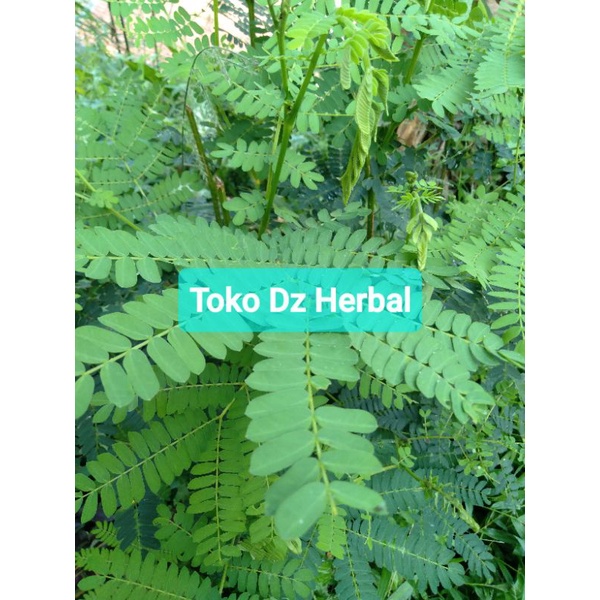 Jual Daun pohon albasiah segar daun jengjen 500 gram-az | Shopee Indonesia