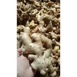 Jual Bengle Terlengkap & Harga Terbaru Mei 2024 | Shopee Indonesia