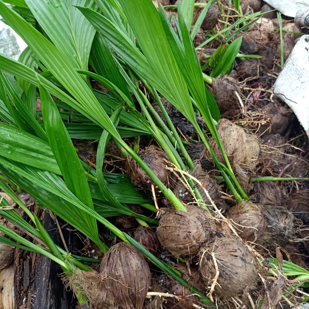 Jual Bibit Cabutan Pinang Betara Unggulan (Bibit Cabutan Pinang Betara ...