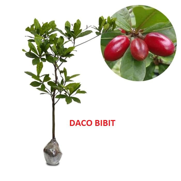 Jual Buah Ajaib ( miracle fruit ) | Shopee Indonesia