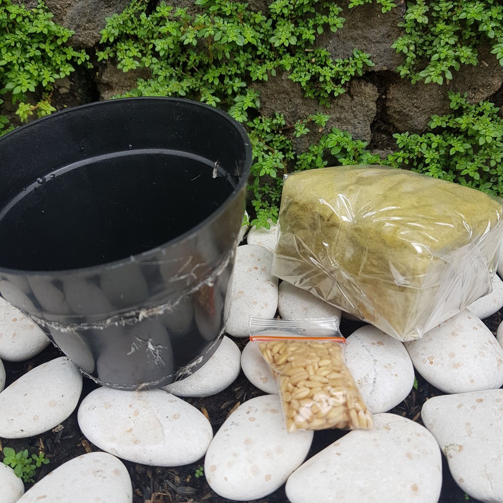 Jual Rumput Kucing Wheatgrass Mencegah dan Mengurangi Hairball 10gr ...