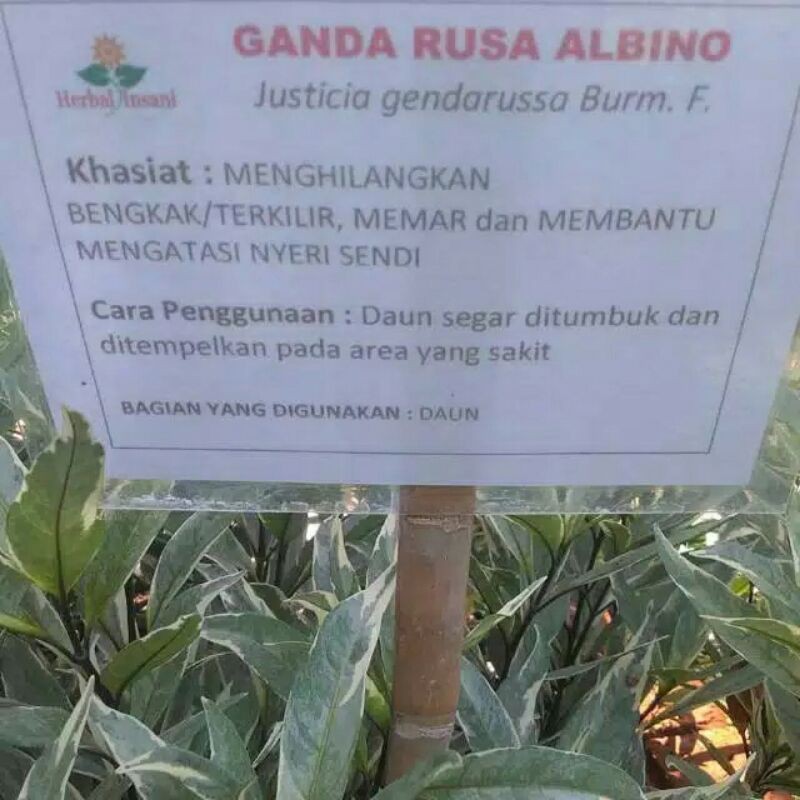 Jual tanaman hias herbal ganda rusa varigata | Shopee Indonesia
