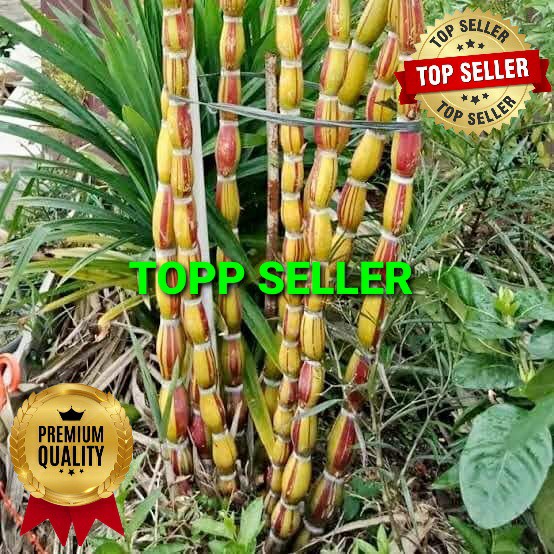 Jual CUTTING/STEK TEBU PELANGI IMPORT PER RUAS (PREMIUM QUALITY) A139 ...