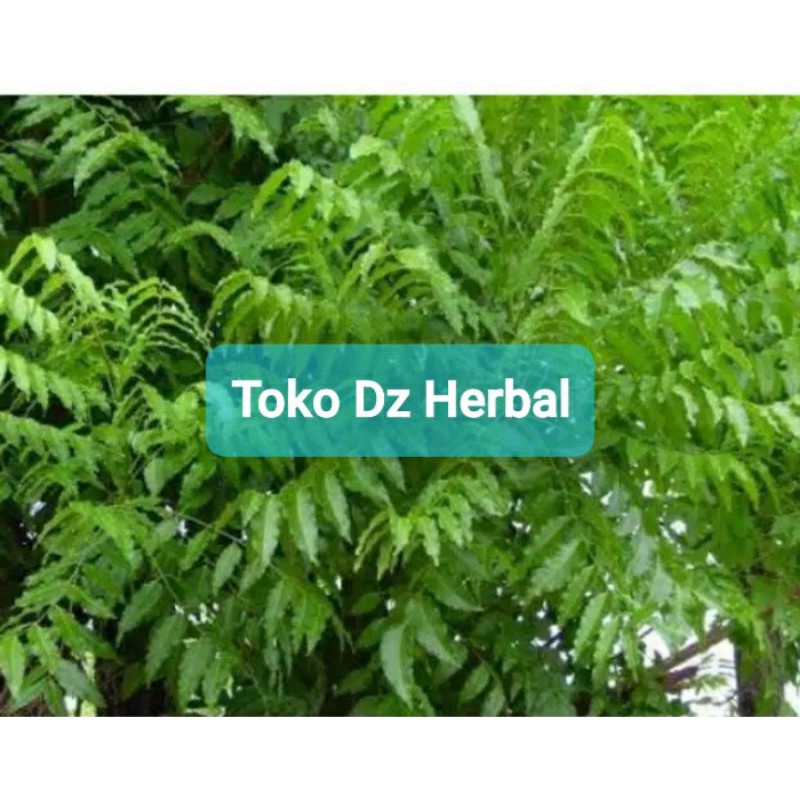 Jual Daun mimba segar paket 500 gram hemat | Shopee Indonesia