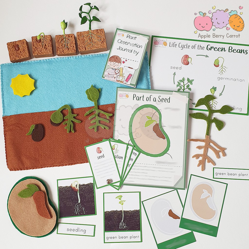 Jual LIFE CYCLE OF GREEN BEANS SET WITHOUT FIGURINES - bean plant ...