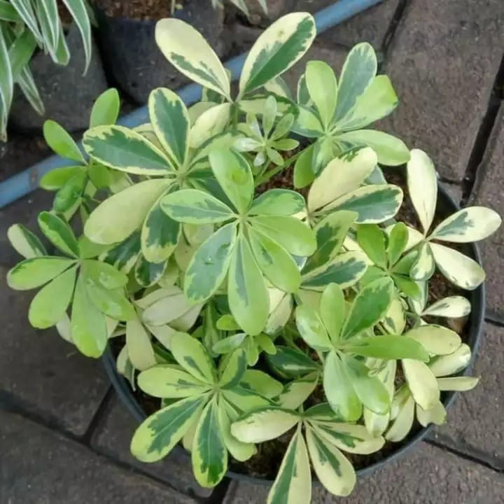 Jual tanaman bunga hias walisongo variegata varigata | Shopee Indonesia