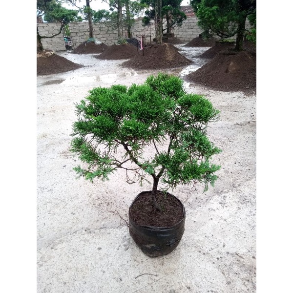 Jual Bahan Bonsai Antik Berkualitas Cemara Pua Pua, Tanaman Hias Hidup ...