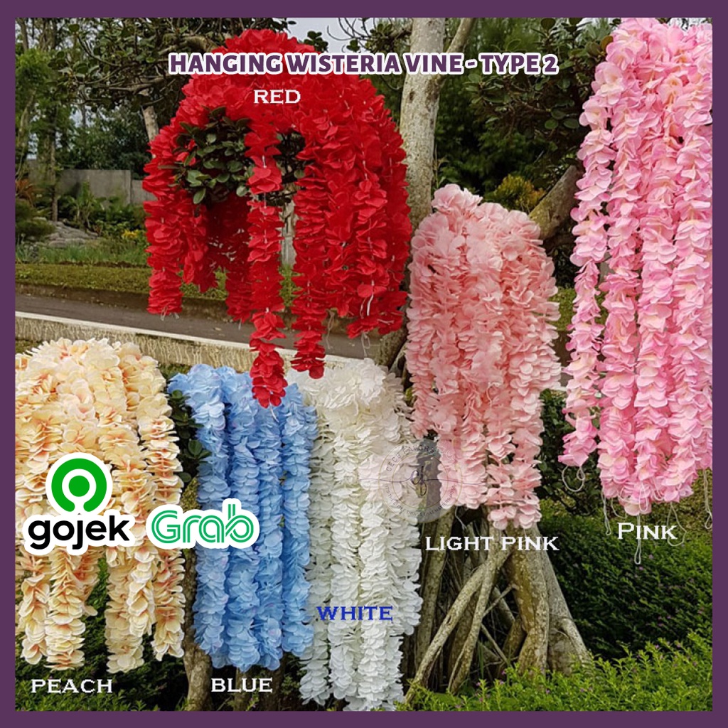 Jual Bunga Rambat Gantung Wisteria Hanging Wisteria Vine - Type 2 ...