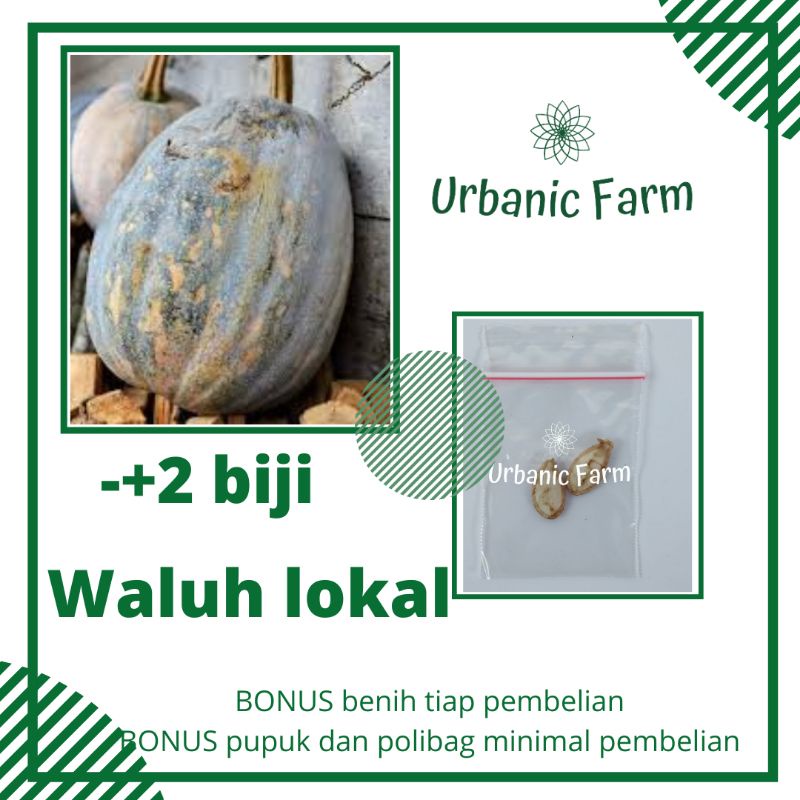 Jual 2 Biji Waluh/labu manis lokal-Benih Bibit Seed Sayuran Eceran ...