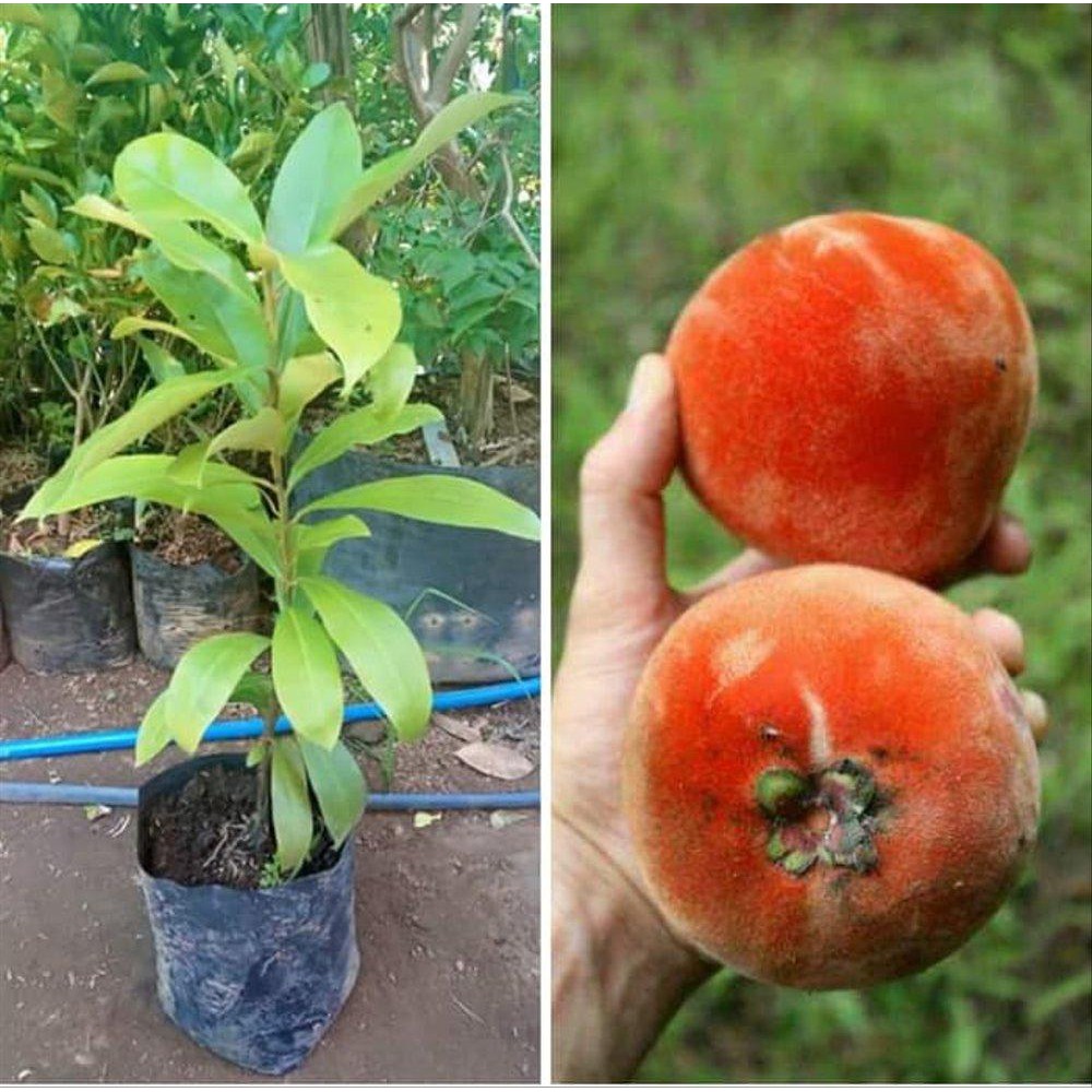 Jual bibit pohon bisbul | buah samolo | samollo | Shopee Indonesia