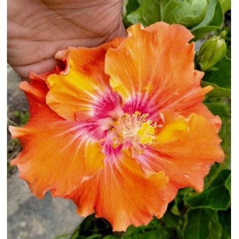 Jual bibit bunga sepatu bangkok hibiscus import warna orange merigold ...