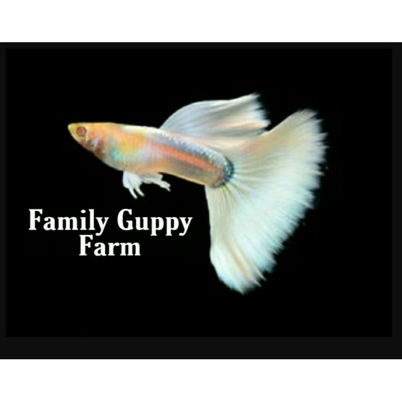 Jual ikan guppy albino full platinum (afp) | Shopee Indonesia