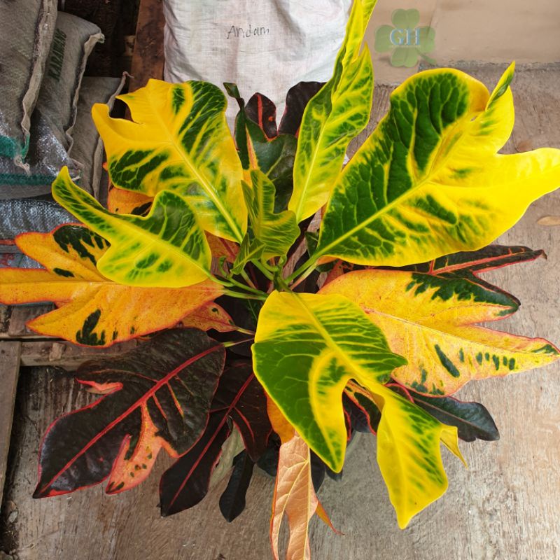 Jual Tanaman Hias Puring Zet Z Jet Codiaeum Variegatum | Shopee Indonesia