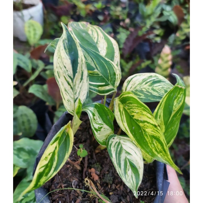 Jual marantha varigata kuning | Shopee Indonesia