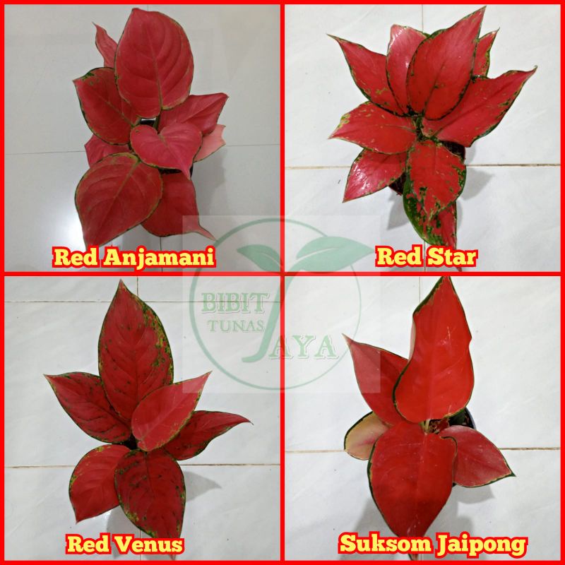Jual paket pohon tanaman hias bunga daun 5-6-7 lembar | Shopee Indonesia