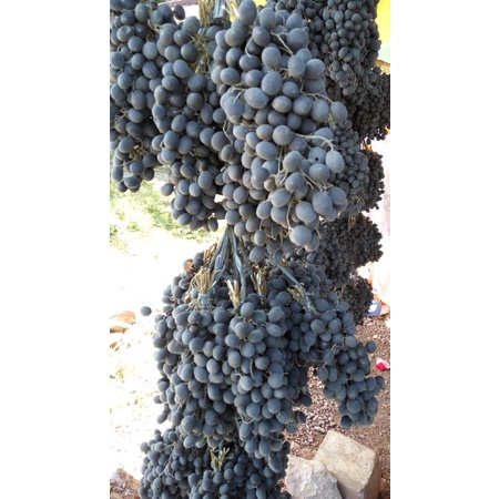 Jual KedaiBenih Buah Asam Keranji Kranji ~ 5 Gram | Shopee Indonesia