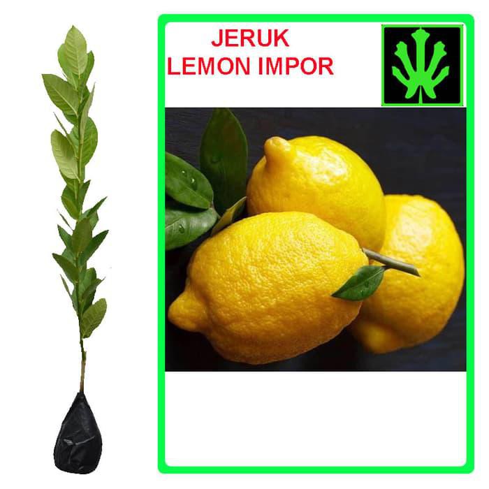 Jual dic@ri Tanaman Jeruk Lemon Impor - Tinggi 40cm | Shopee Indonesia