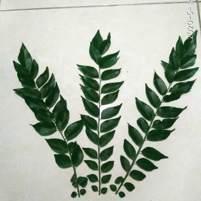 Jual Daun Kari/Kare or Curry Leaves or Salam Koja or Temurui segar ...