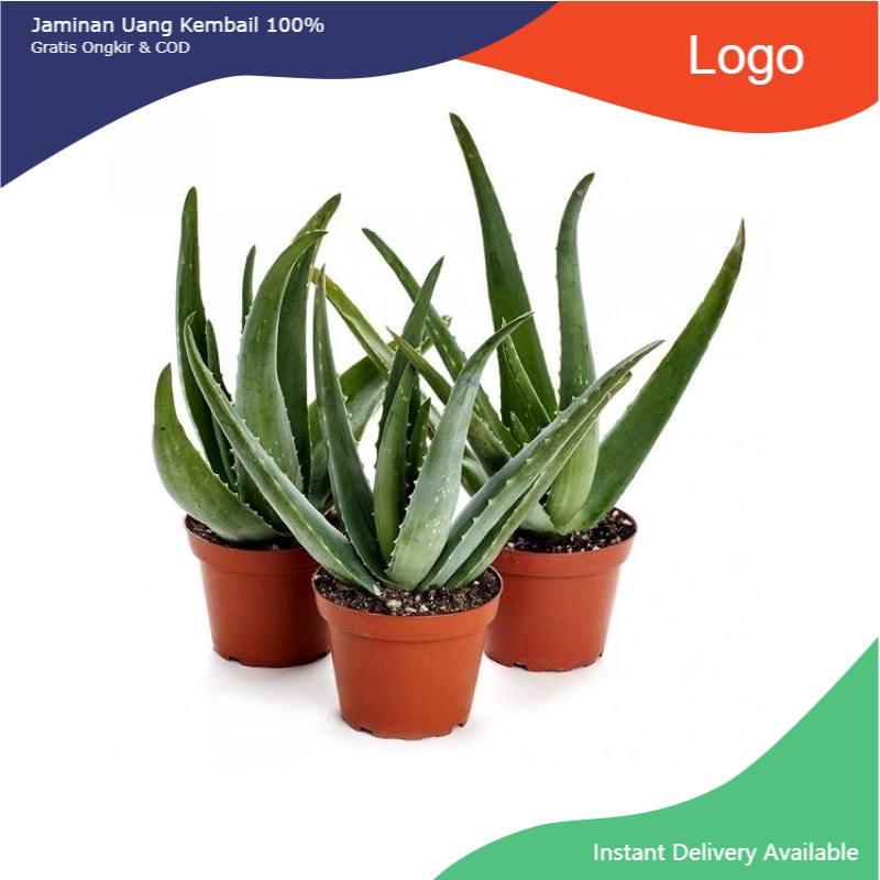 Jual Tanaman Hias Lidah Buaya- Tanaman Herbal - (Aloe Vera),Tanaman ...