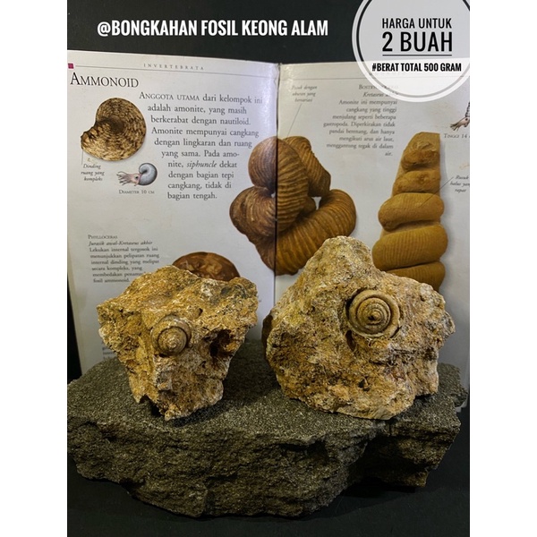 Jual Bongkahan Fosil Keong Natural B11 atau Fosil Gastropoda atau Fosil ...