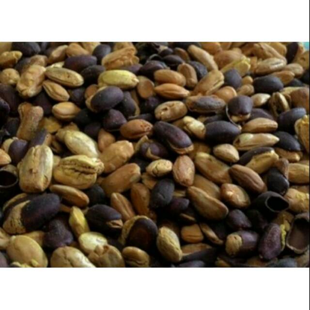 Jual Godril/biji trembesi GORENG | Shopee Indonesia