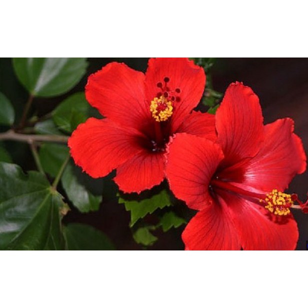 Jual tanaman hias kembang sepatu - bunga Hibiscus tumpuk bangkok ...