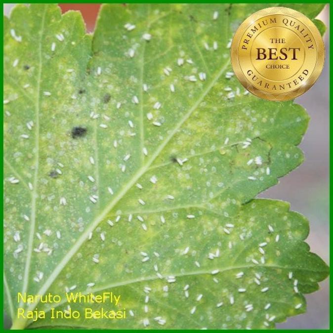 Jual Produk Ready Naturo Whitefly Obat Pembasmi Kutu Putih Bemisia ...