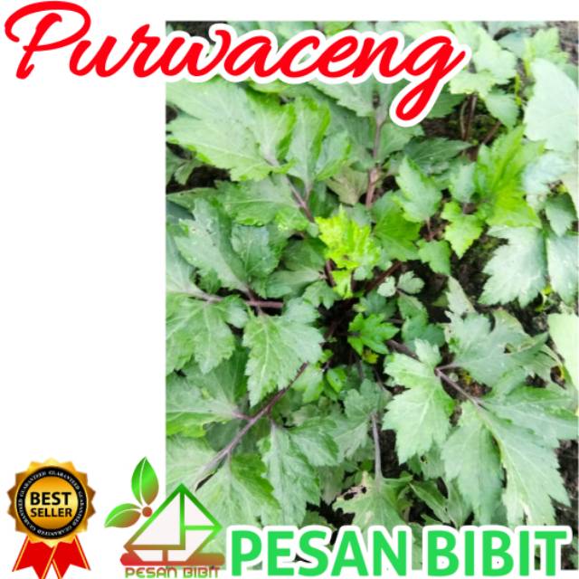 Jual BIBIT TANAMAN HERBAL PURWACENG | Shopee Indonesia