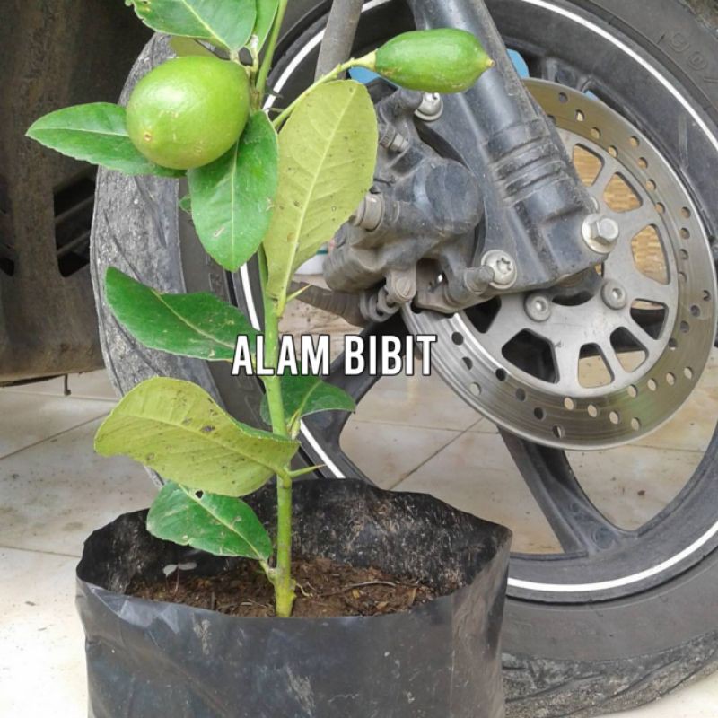 Jual BIBIT JERUK LEMON CANGKOK CEPAT BERBUAH(BISA DI TARUH POT ...