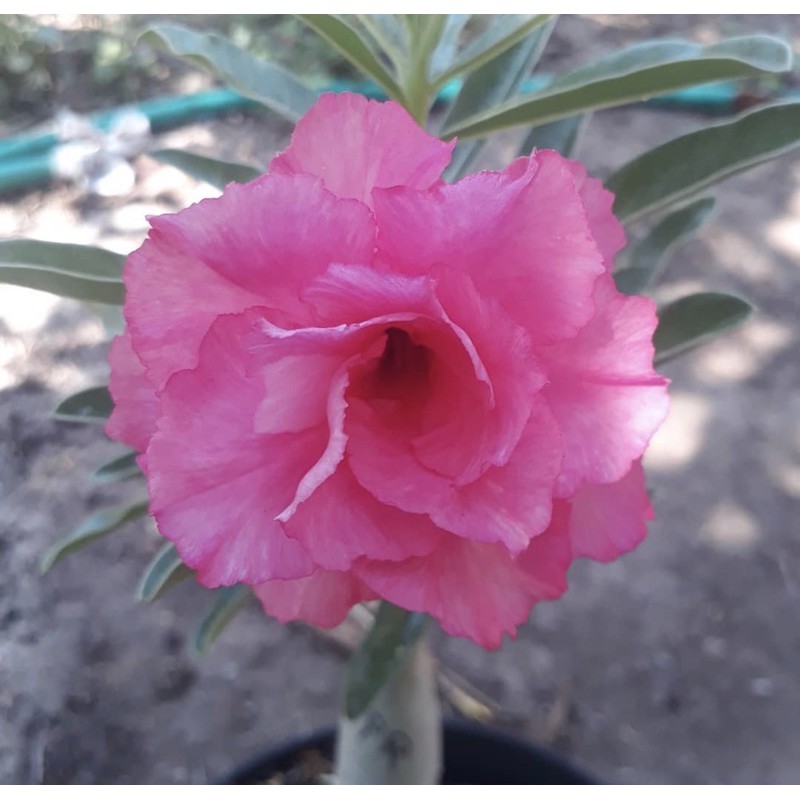 Jual Bibit bunga kamboja adenium triple pink rose-bunga hidup-tanaman ...