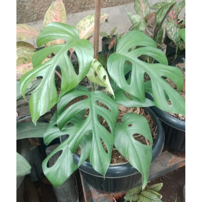 Jual tanaman hias monstera raphidopora pertusa | Shopee Indonesia