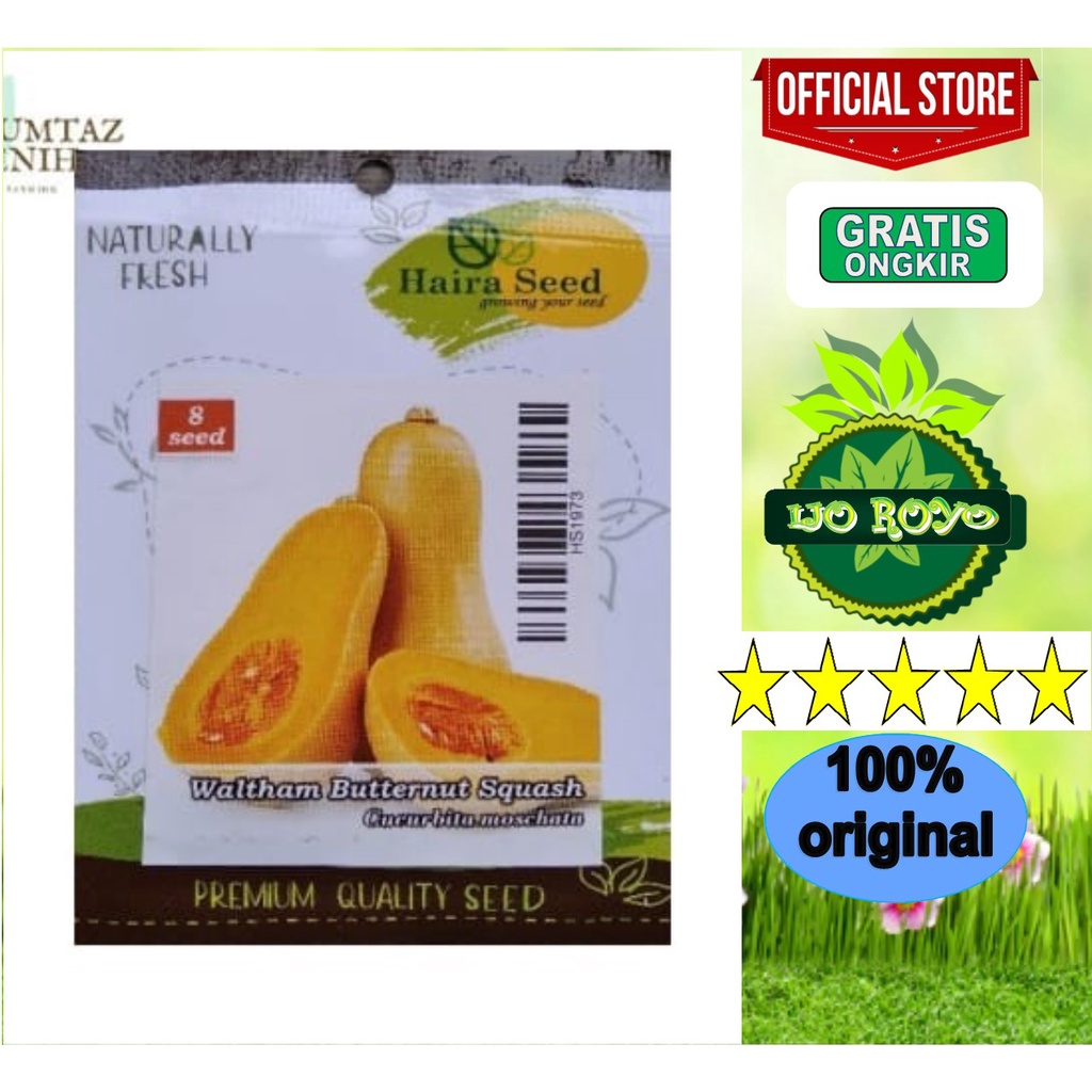 Jual Benih Bibit Labu Madu Winter Waltham Haira Seed | Shopee Indonesia