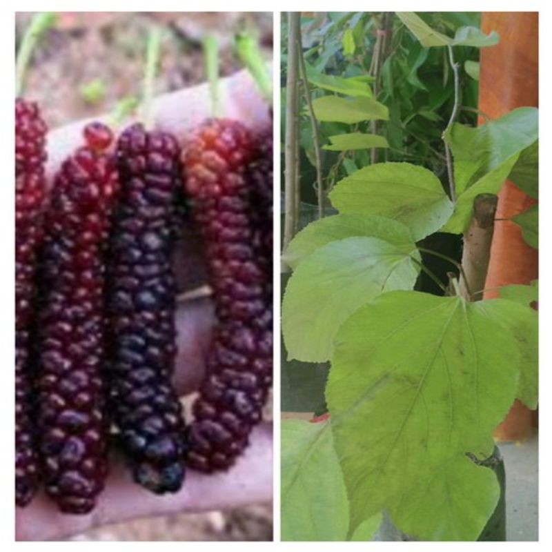 Jual Bibit Tanaman Buah Long Murbei Super Manis | Shopee Indonesia