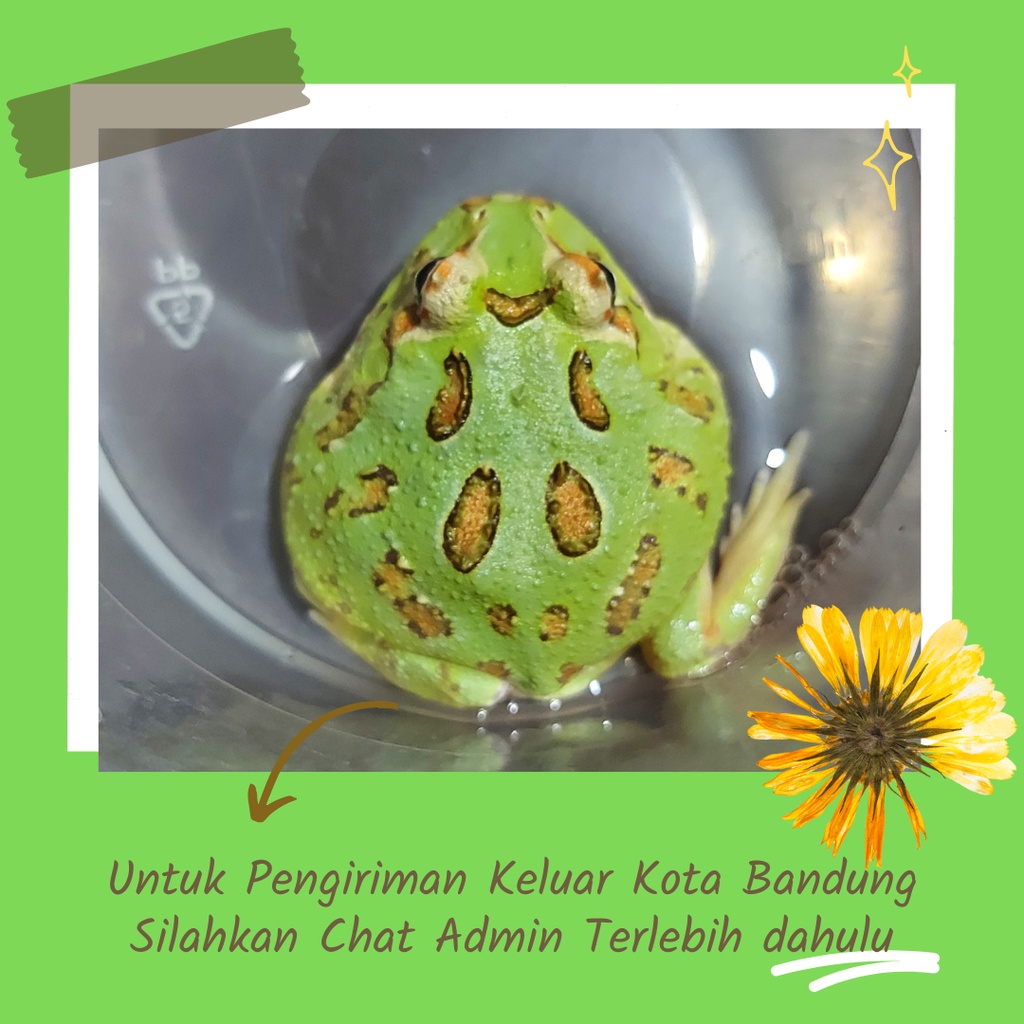 Jual GREEN PACMAN FROG KODOK UNIK LUCU (MT.A) | Shopee Indonesia