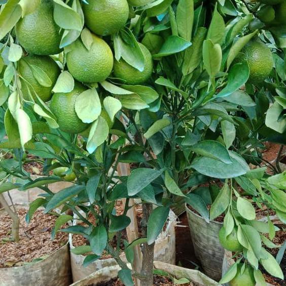 Jual pohon jeruk de kopon sudah Ada buahnya | Shopee Indonesia