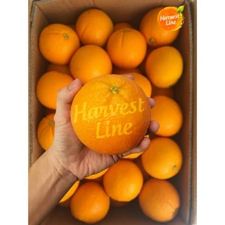 Jual Buah Jeruk Terlengkap & Harga Terbaru Maret 2026 | Shopee Indonesia